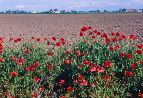 Musile di Piave - Terre di Venezia