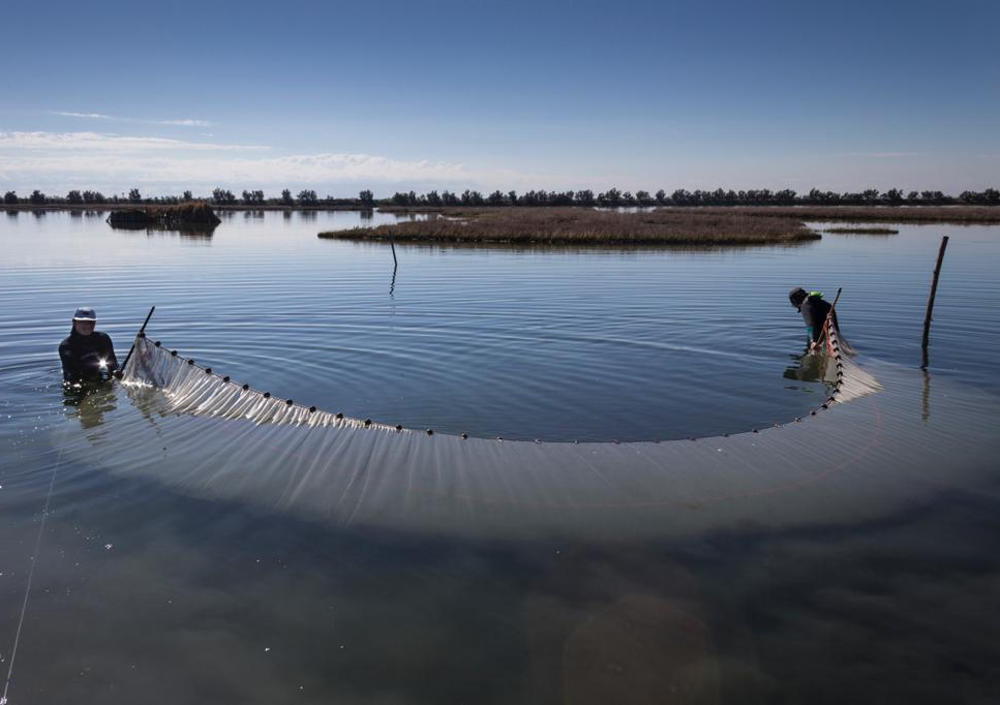La valle da pesca lagunare - Terre di Venezia